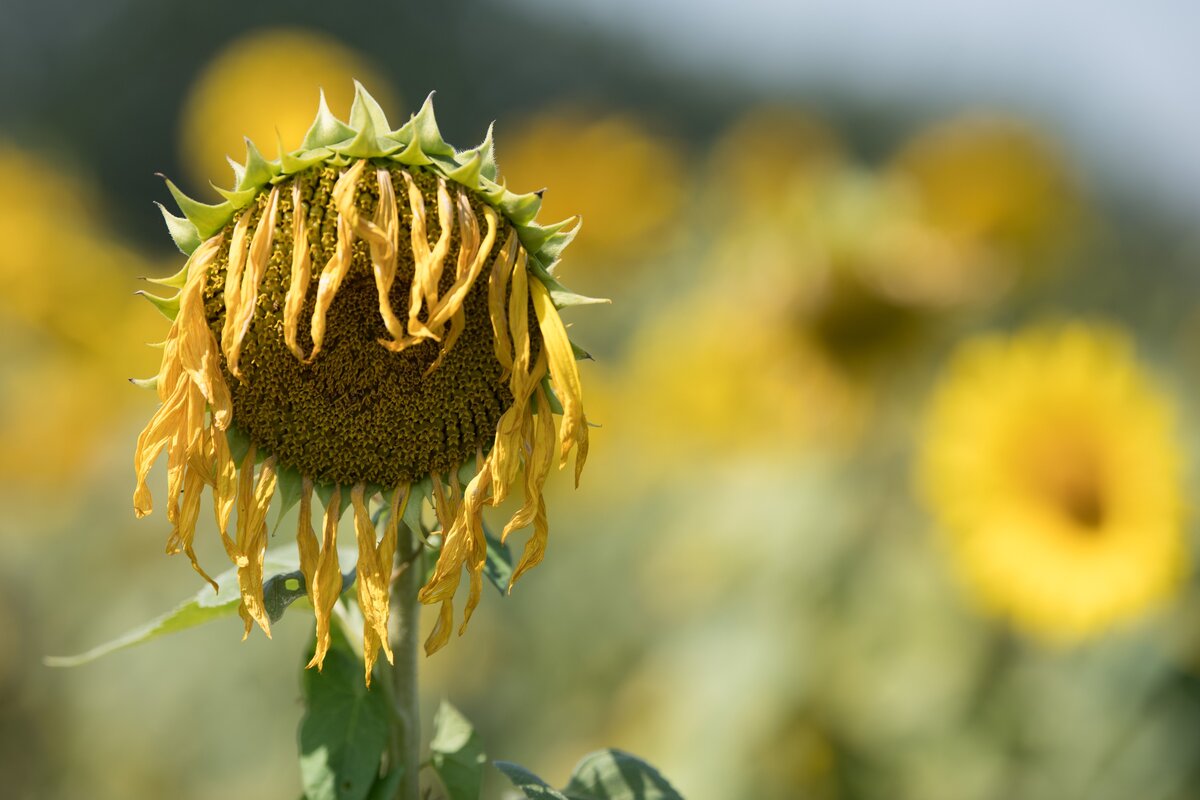 Politische Blütenträume der Grünen welken