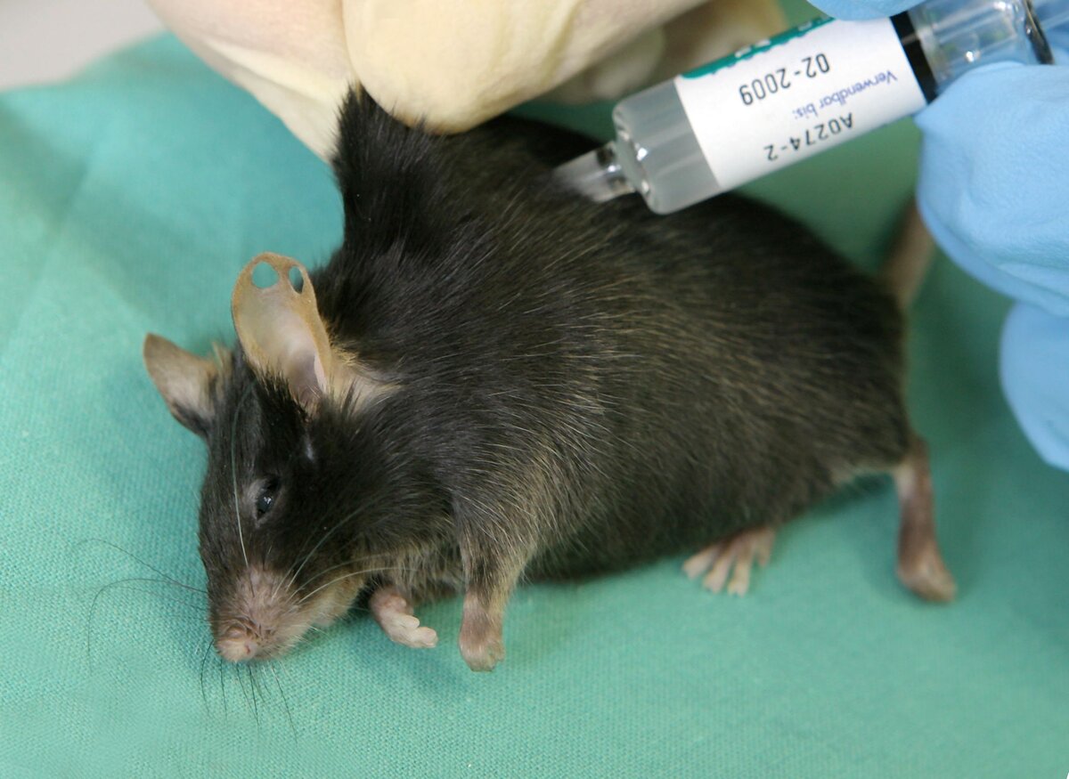 Streit um Labormäuse