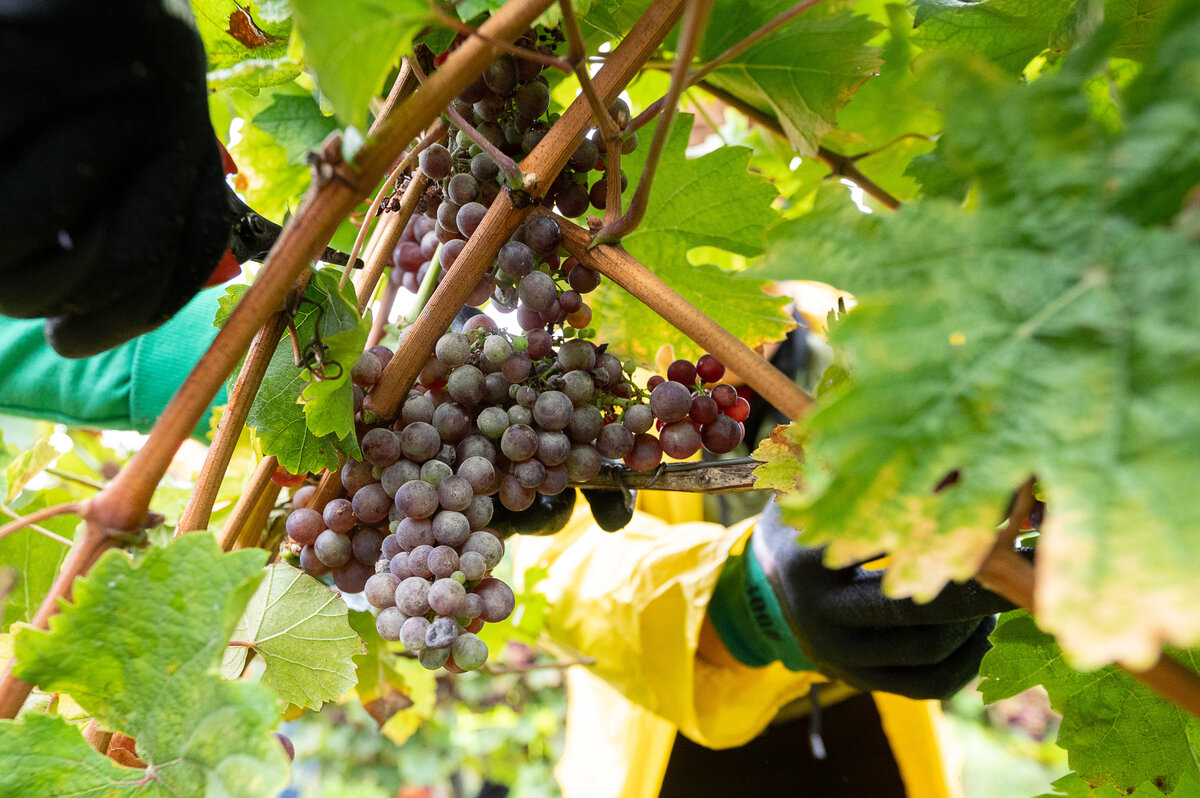 Fränkische Winzer beginnen mit der Weinernte