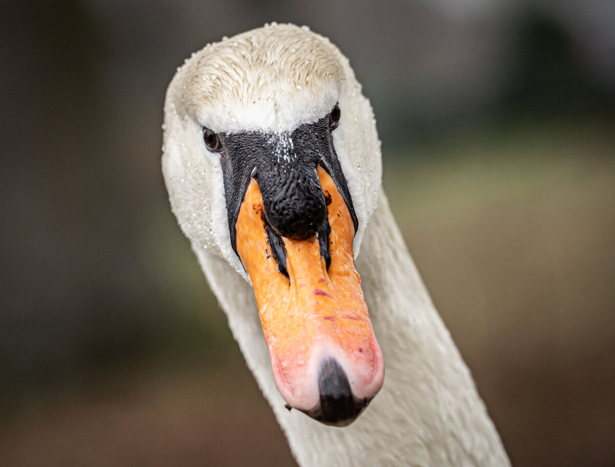 Wie der Schnabel gewachsen ist