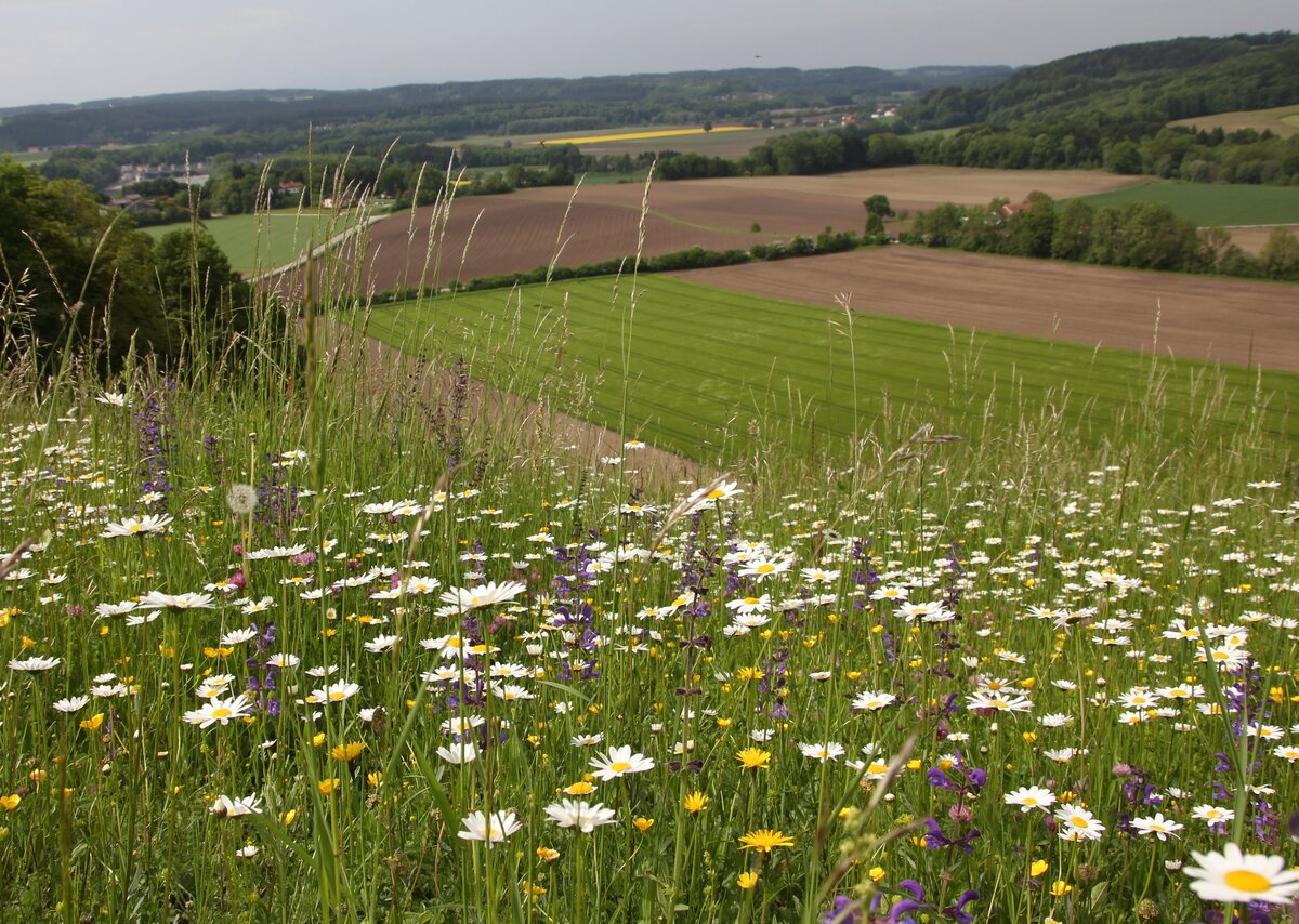 Landwirte mit artenreichen Wiesen und Weiden gesucht
