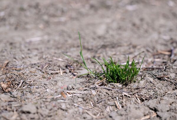 Trockenheit macht Bauern zu schaffen