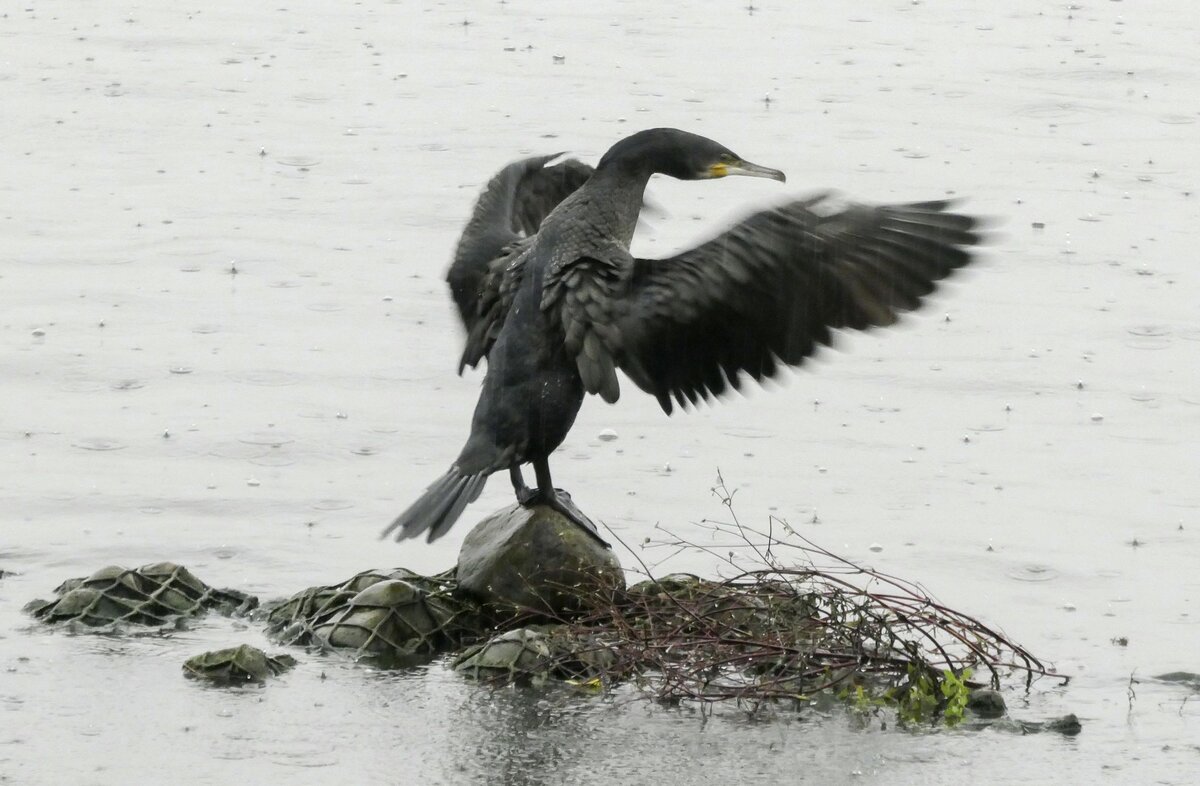 Abschießen oder schützen?