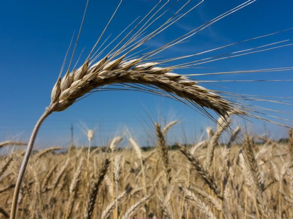 Viel Weizen - und sonst?