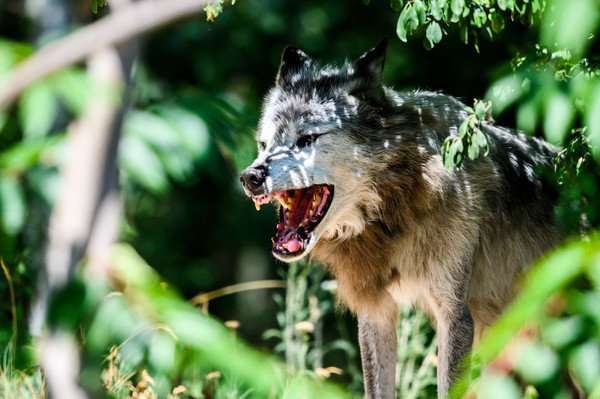 Die Angst vor dem Wolf