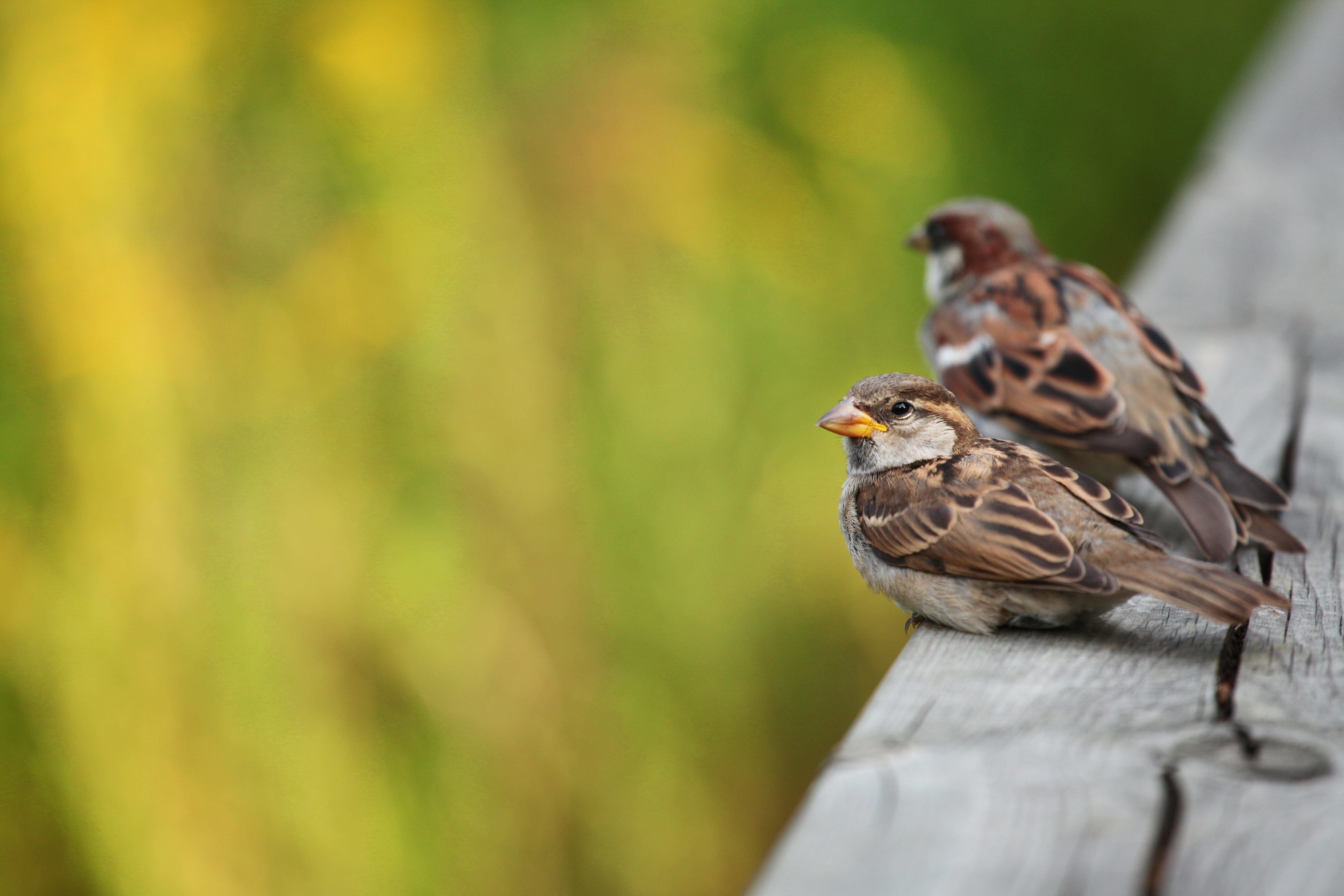 Der bedrohte Spatz wird zum Botschafter