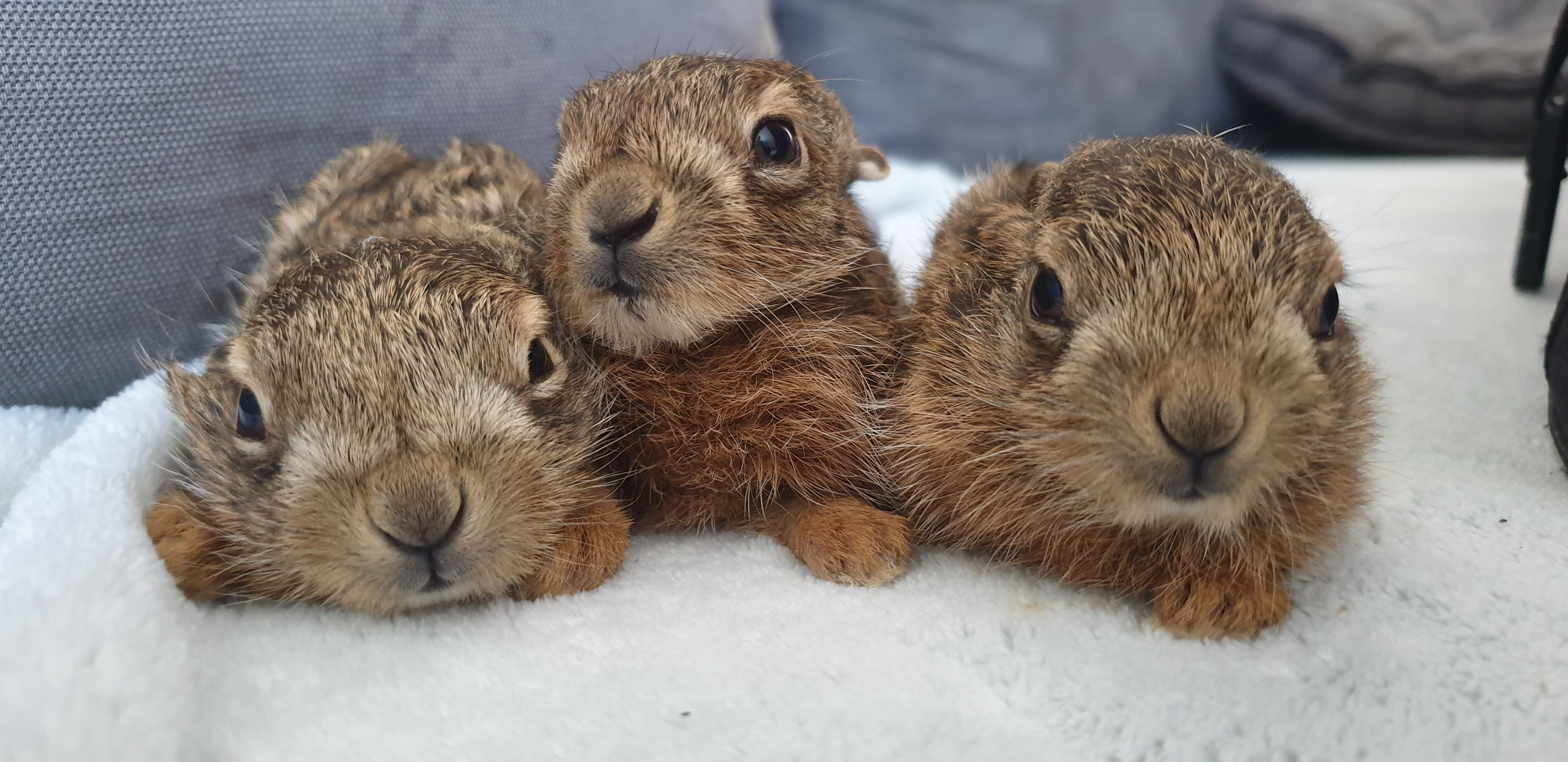 Letzte Rettung für Hasen-Babys