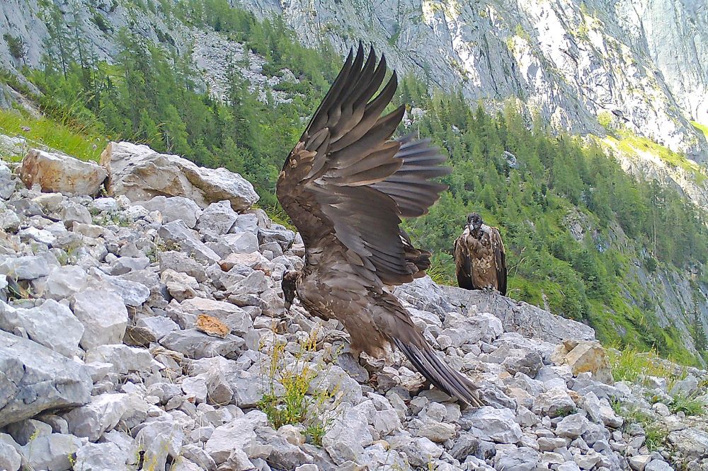Wilder Bartgeier zu Besuch im Nationalpark Berchtesgaden