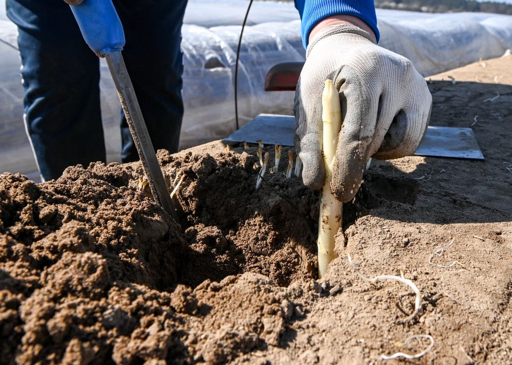 Spargelsaison beginnt