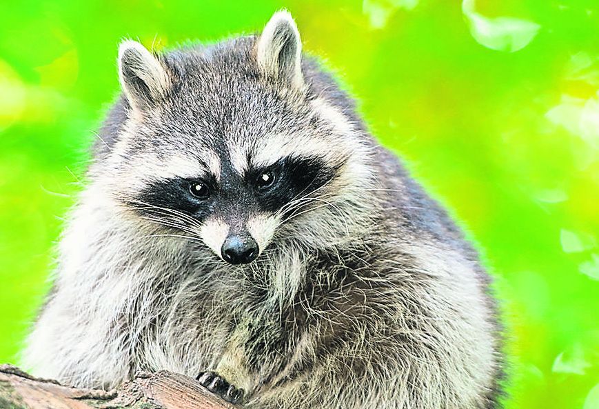 Waschbär auf dem Vormarsch