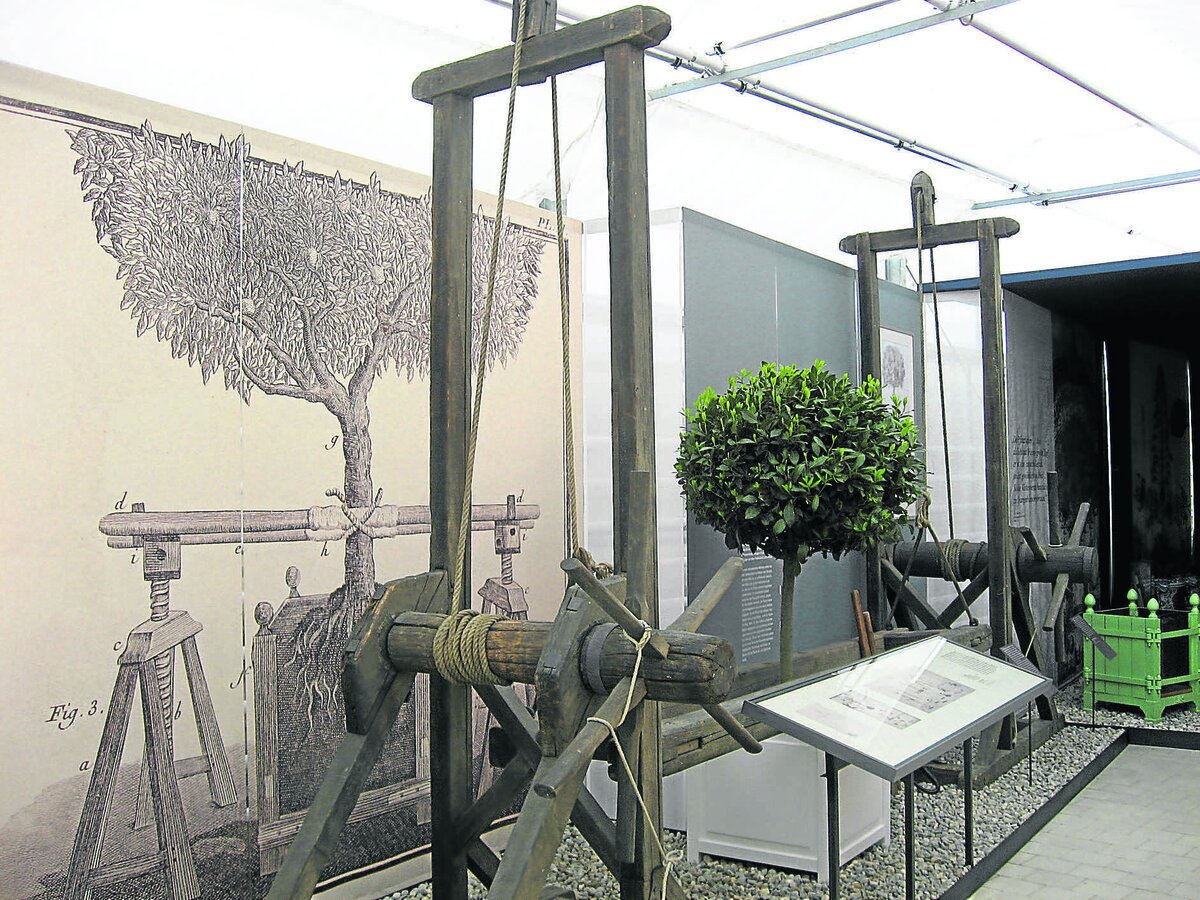 Adamsapfel und Hermaphrodit-Orange